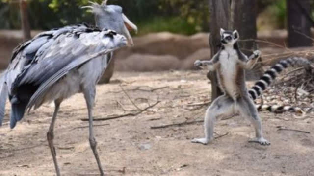 ...表里不一"的生物