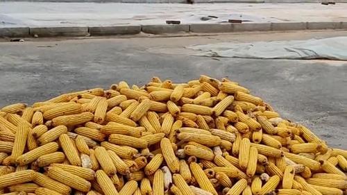 农业科技飞速发展,农民再也不用靠手来掰玉米,机器能够代替人工!