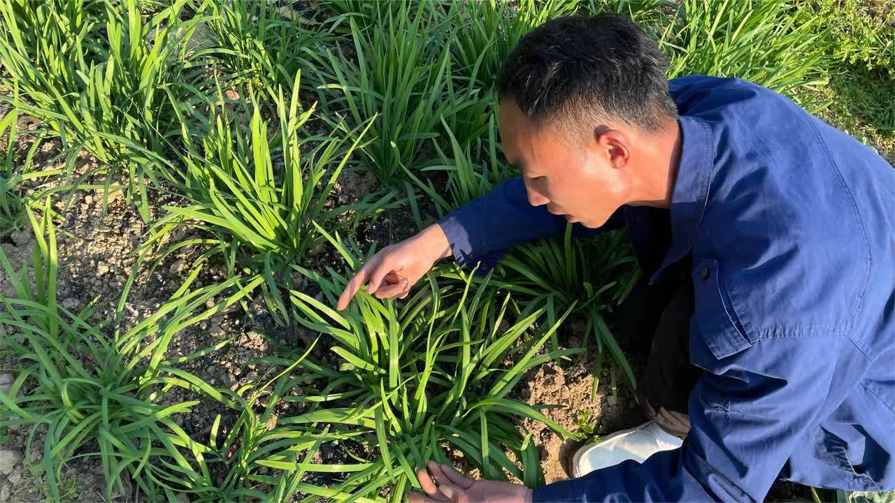 种植韭菜的2个方法,做好这2点,韭菜长的又大又肥