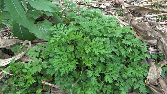 让农民头疼的艾草厉害了,原来有这么多用途,值得收藏,您了解吗