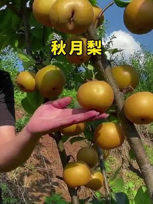 #秋月梨 #三农 #家庭种植