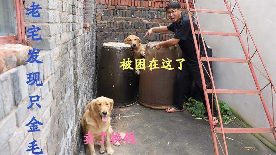 百年老宅里传出奇怪动静,小亮进去查探发现了啥?金毛大喊要卖掉