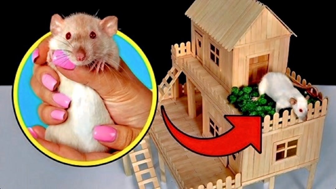 妙手DIY坊:山姆为仓鼠搭建冰棒棍房子,你会用冰棒棍做什么呢?