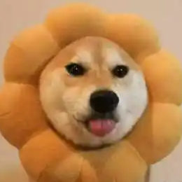 小胖乖真的超级萌 