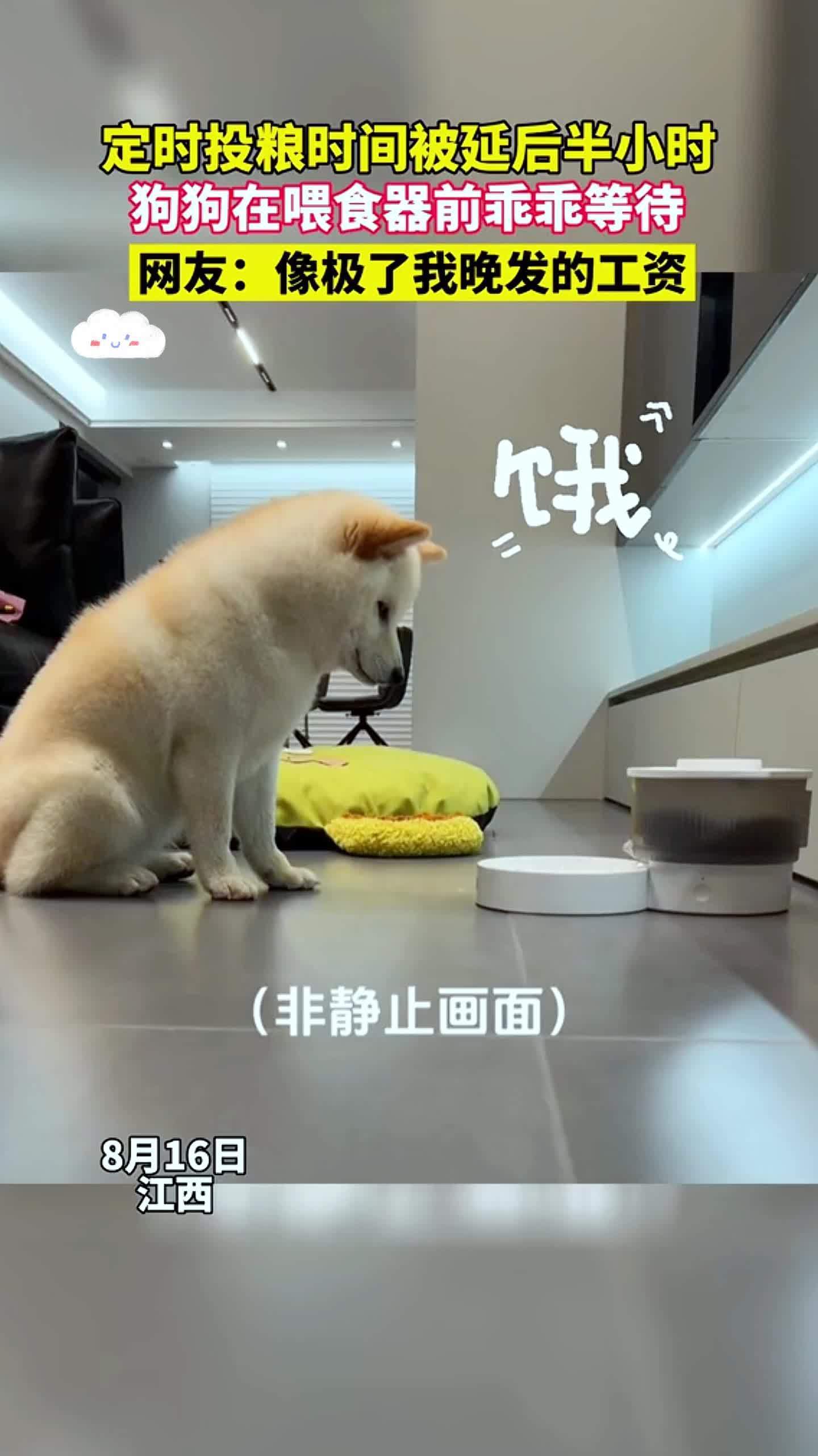 定时投粮时间被延后半小时,狗狗在喂食器前乖乖等待!