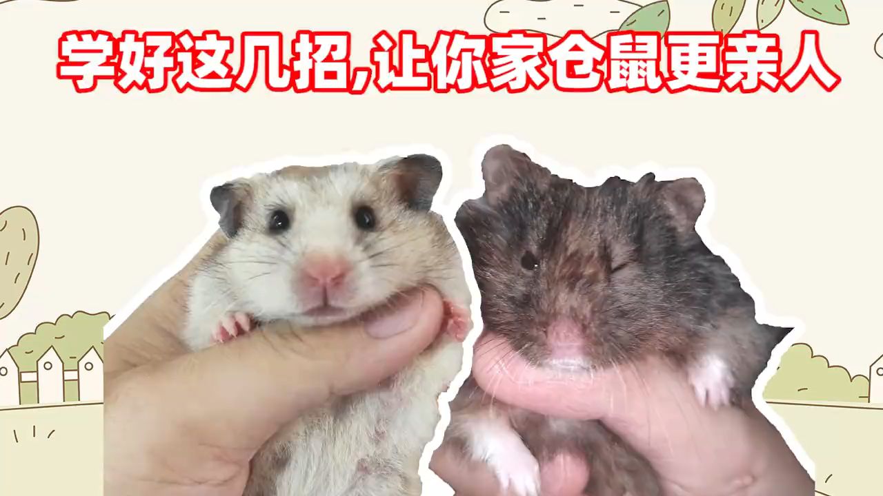 仓鼠这么可爱不上手怎么行?一招教你互动小技巧