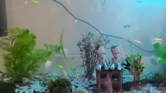 欢迎来到我的世界 我的鱼宝宝们ߐ�ߐ�ߐ�#养鱼日记