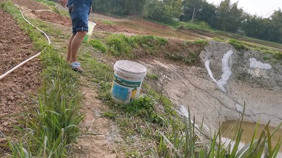 鱼塘用石灰粉消毒