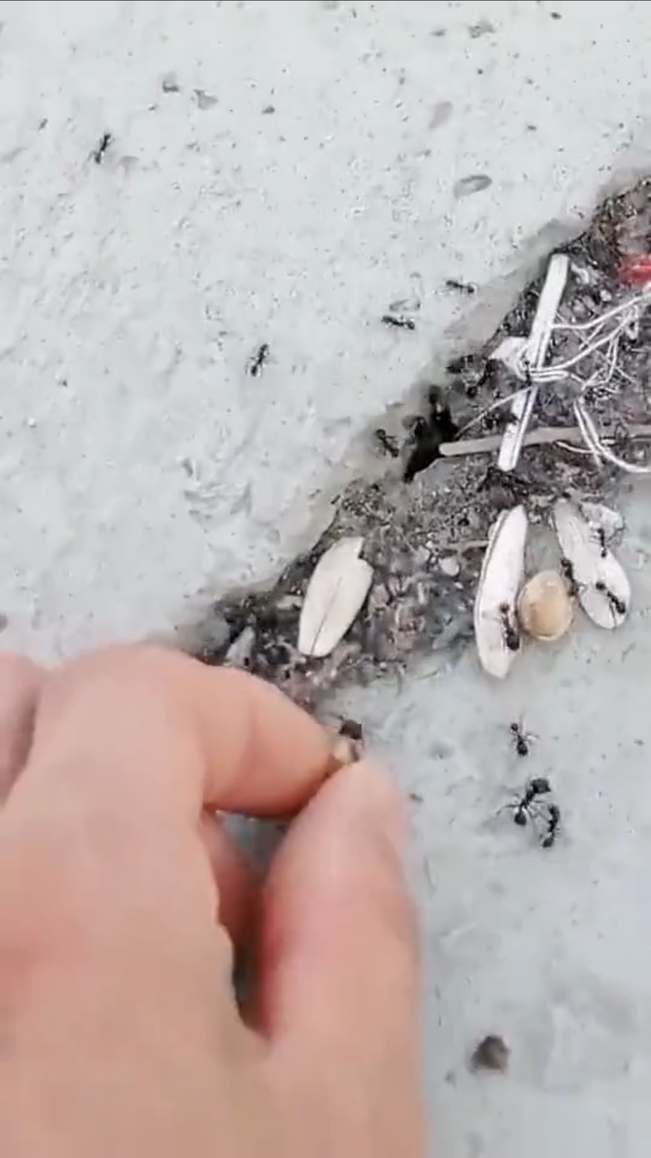 小伙帮在路上搬食物的蚂蚁回家,其他蚂蚁:什么东西,搜一下过去了