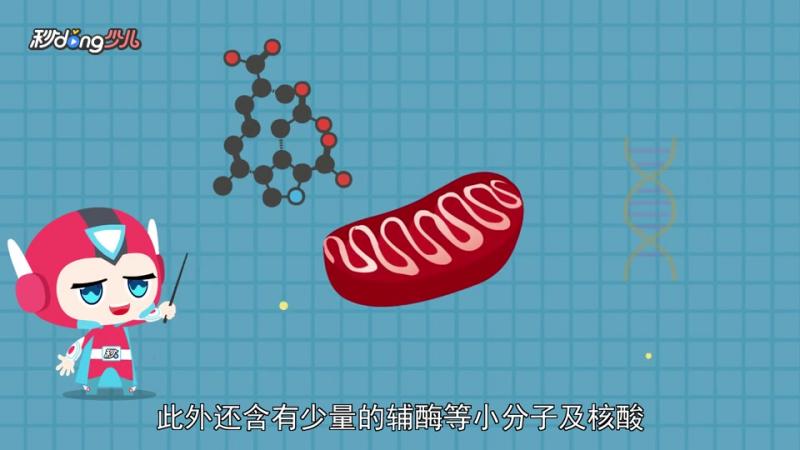 一分钟了解线粒体