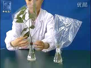 测定植物的蒸腾作用