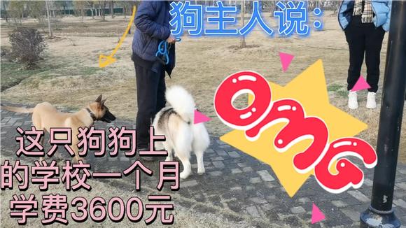 宠物学校一月3600元,狗狗生活太奢侈,小然:比女儿学费都贵!