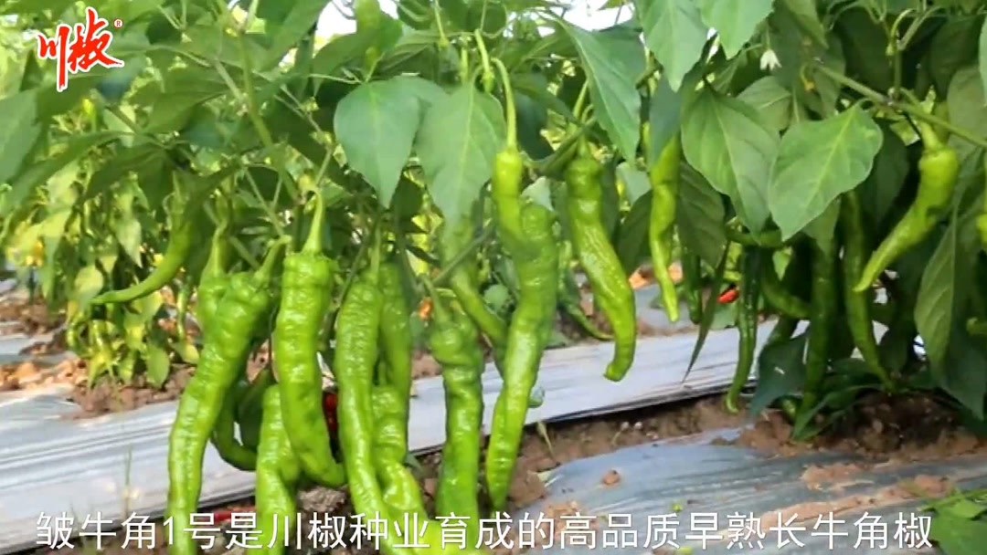 川椒种业|辣椒种子|皱牛角1号