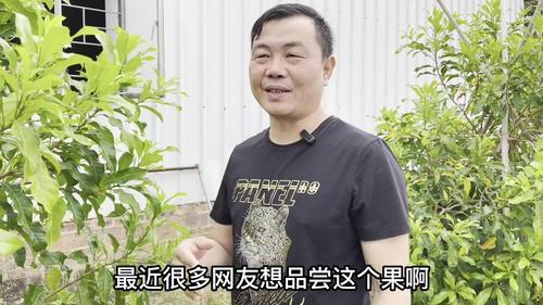 网友问老林黄晶果耐不耐寒,今天带大家看看基地的黄晶果分析一下