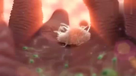 山东小伙:吞噬细胞捕杀细菌的过程,有它们保护我就放心了!