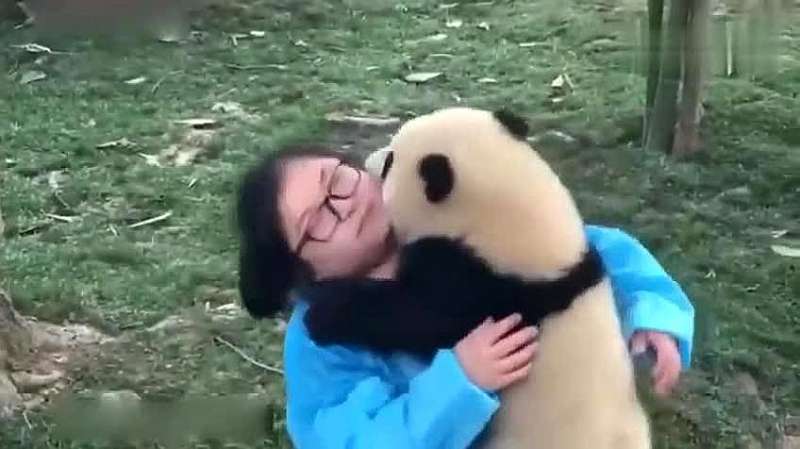 大熊猫视频搞笑视频,太可爱啦