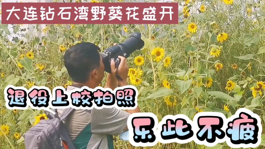 大连钻石湾野葵花盛开 退役陆军上校拍照 乐此不疲