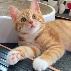 考研数学竞赛橘狸 