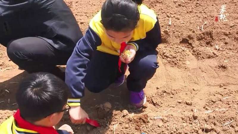 果然视频|劳动节来临!长清小学生走进田野参加农业实践