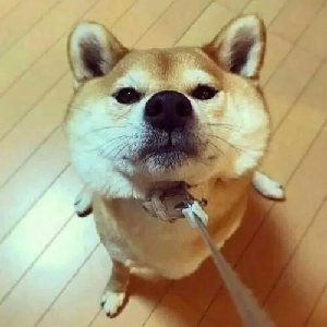 爱玩游戏的虾爬子 