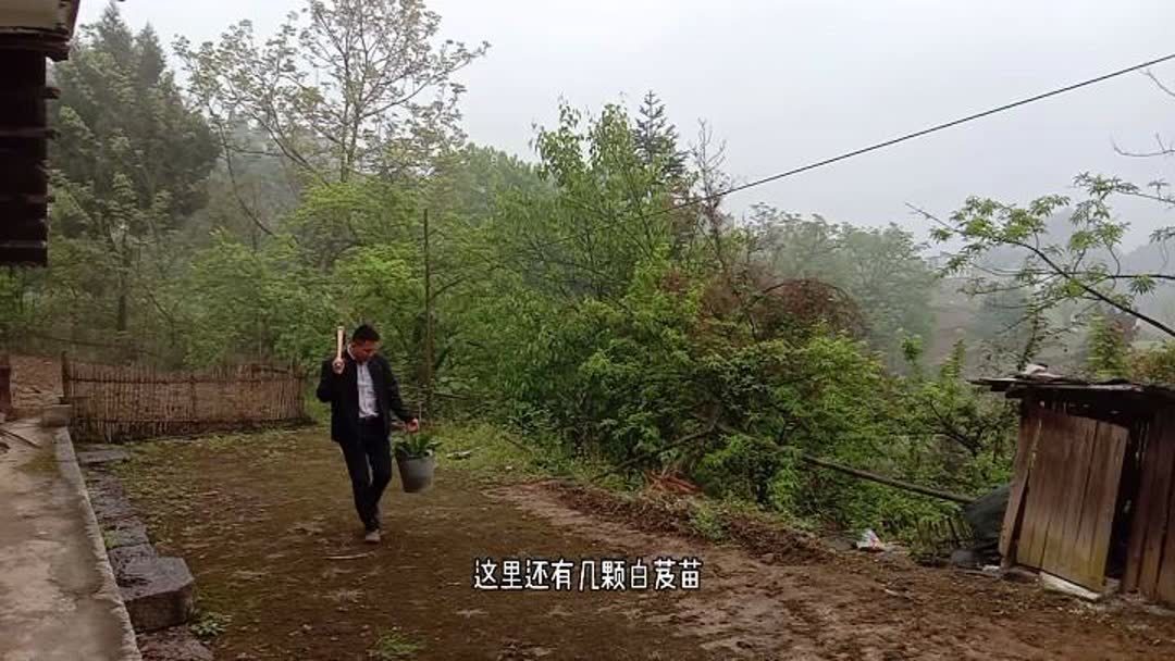 从没想过栽中草药,朋友送了些白芨苗,独自一人半天功夫栽完了