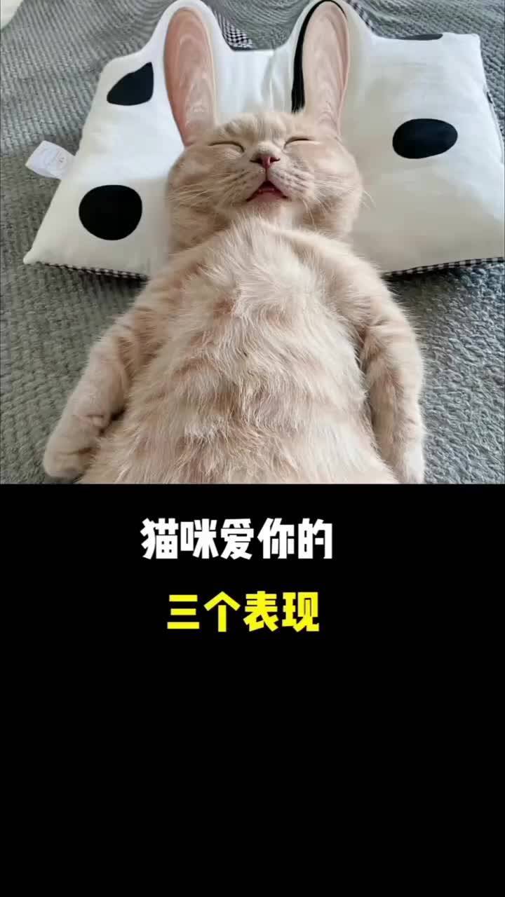 猫咪爱你的三个表现