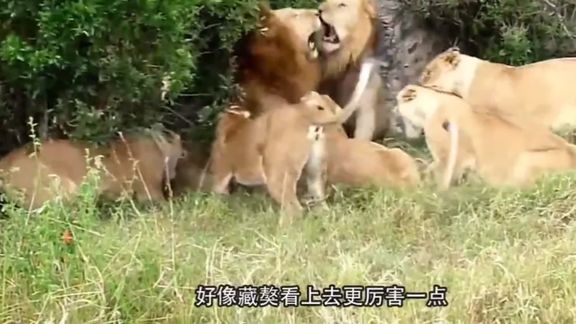 东方神犬藏獒VS雄狮,哪个更厉害?答案出乎意料!