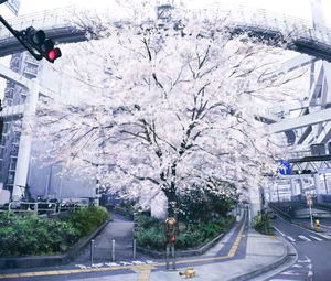 爱炸薯条的小朋友 