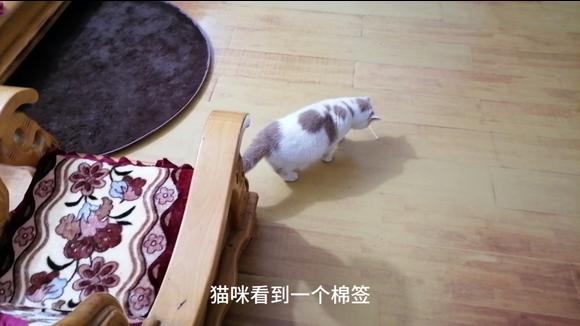 猫咪玩棉签,那样也可以玩的开心。