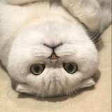 小翟翟先生 
