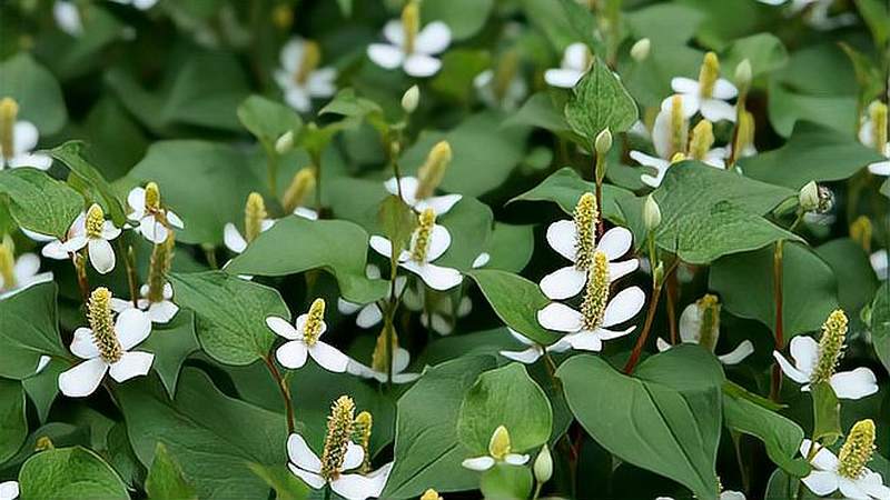 蕨菜致癌不能吃?如今鱼腥草也致癌?世卫组织:马兜铃酸强致癌