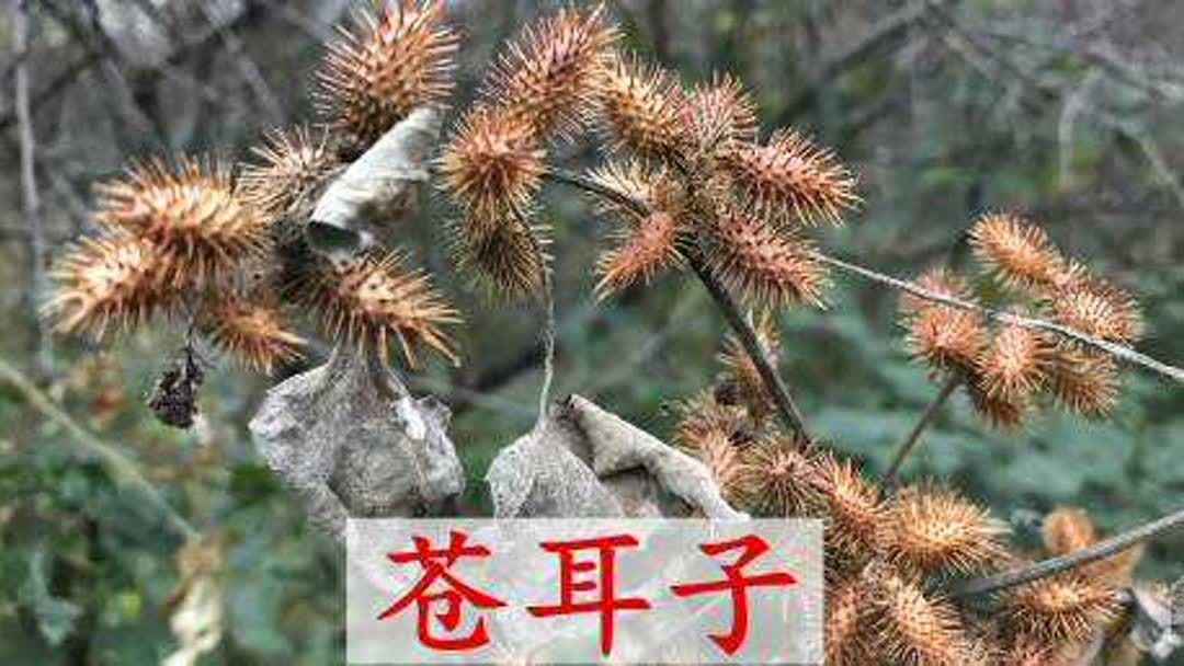 植物苍耳子浑身是宝,老人用它解决了生活中很多烦恼,快看看吧