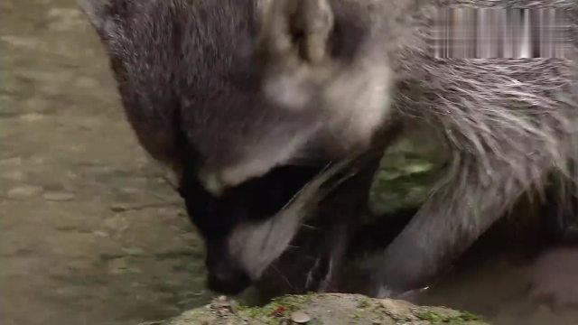 大批形态各异种类多样的动物,都被吸引到了这些小河道附近