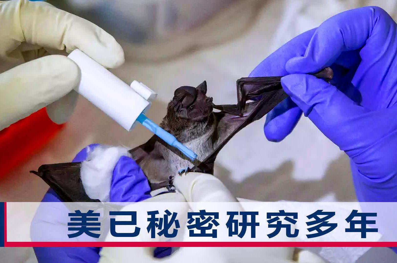 俄:美在乌实验室不止研究新冠病毒,还研究蝙蝠怎么向人传播疾病