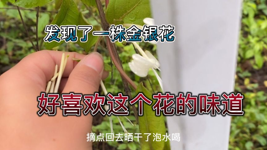 金银花又名忍冬花,߈�️清热解毒的功效,今天摘点回去泡水喝