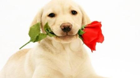 训练狗狗定点排便 训狗方法