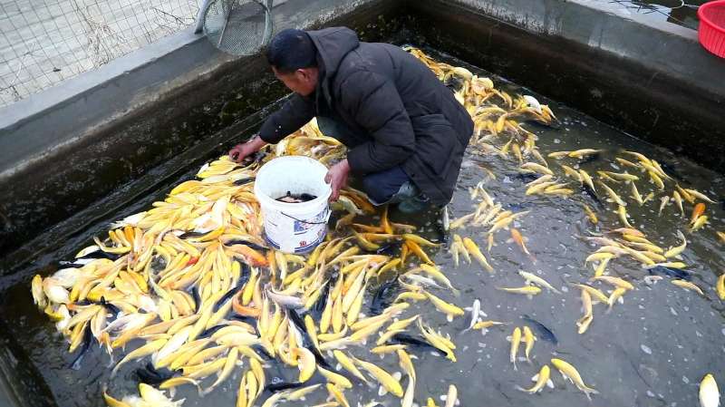 老客户又找强哥买鱼,这次要七百斤,强哥好忙呀!