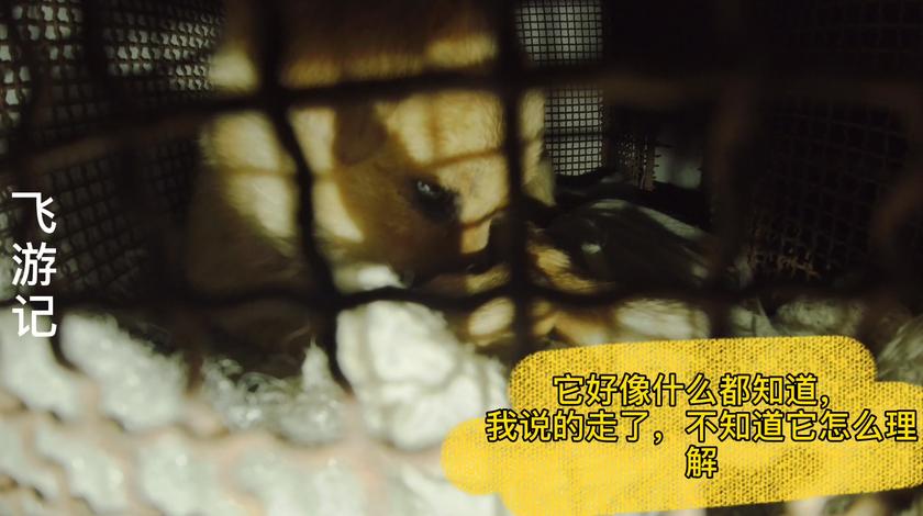 收养的猫被咬人的流浪狗咬死了,阿飞善意的谎言告诉小虎,它哭了