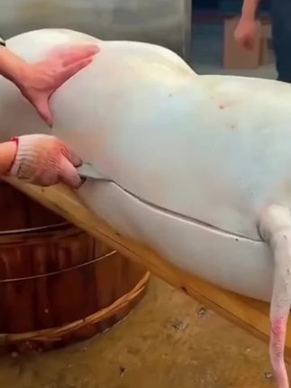 康佳的刀是出了名的品质好刀,用的是金链钢材,手柄是gp材质的,锋利...