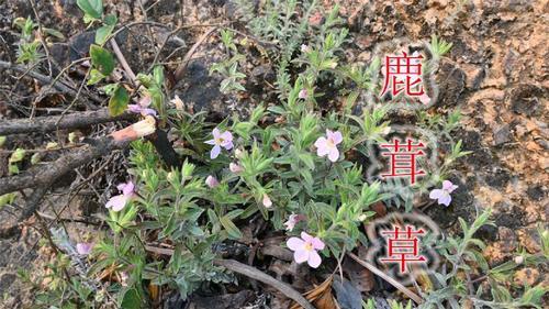 "鹿茸草"珍贵又稀缺,药材收买商出高价,用途与价值了解吗?