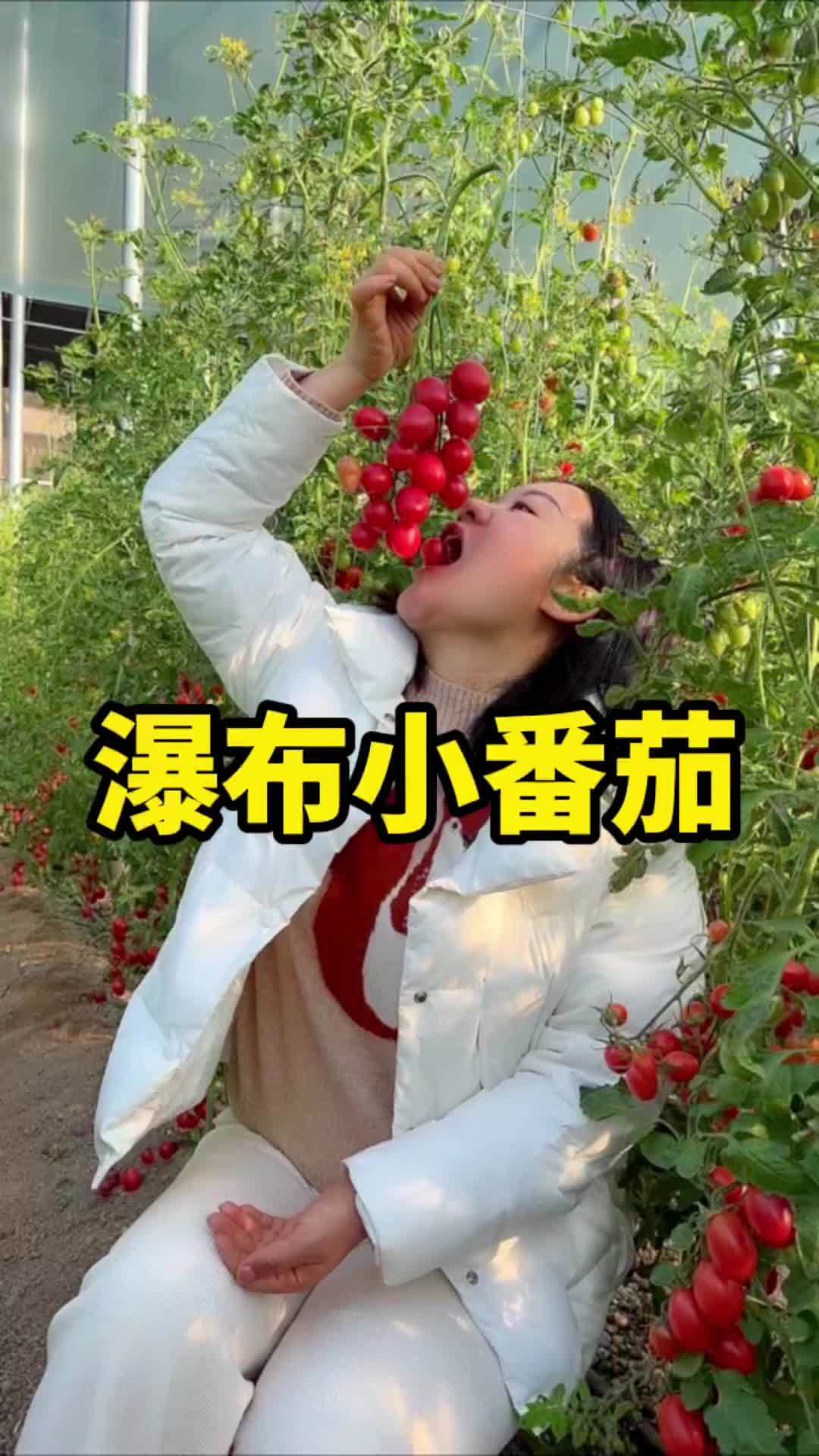 瀑布小番茄,不仅产量高,口感香甜多汁,南方北方盆栽地栽都能种植#三农