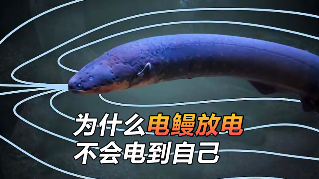 脑洞问题,电鳗放电的时候为什么不会电到自己?