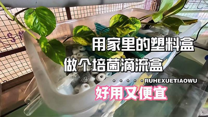 用家里的塑料盒,做一个培菌过滤滴流盒成本便宜制作简单