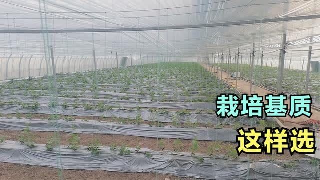 无土栽培如何低成本种植?处理得当,栽培基质不用花钱买