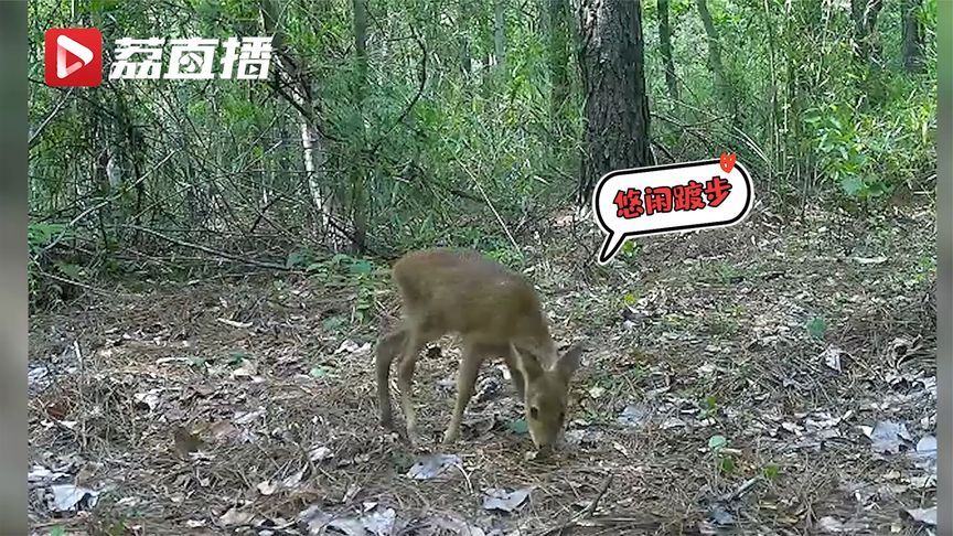 前方高萌!红外相机下的宝华山动物总动员