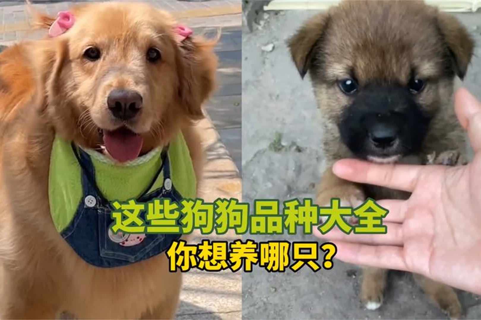宠物解说:这些狗狗品种大全,你想养哪只?