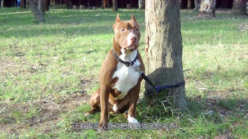 世界上最凶的狗,藏獒屈居第二,第一是“美国斗兽场牛头梗”