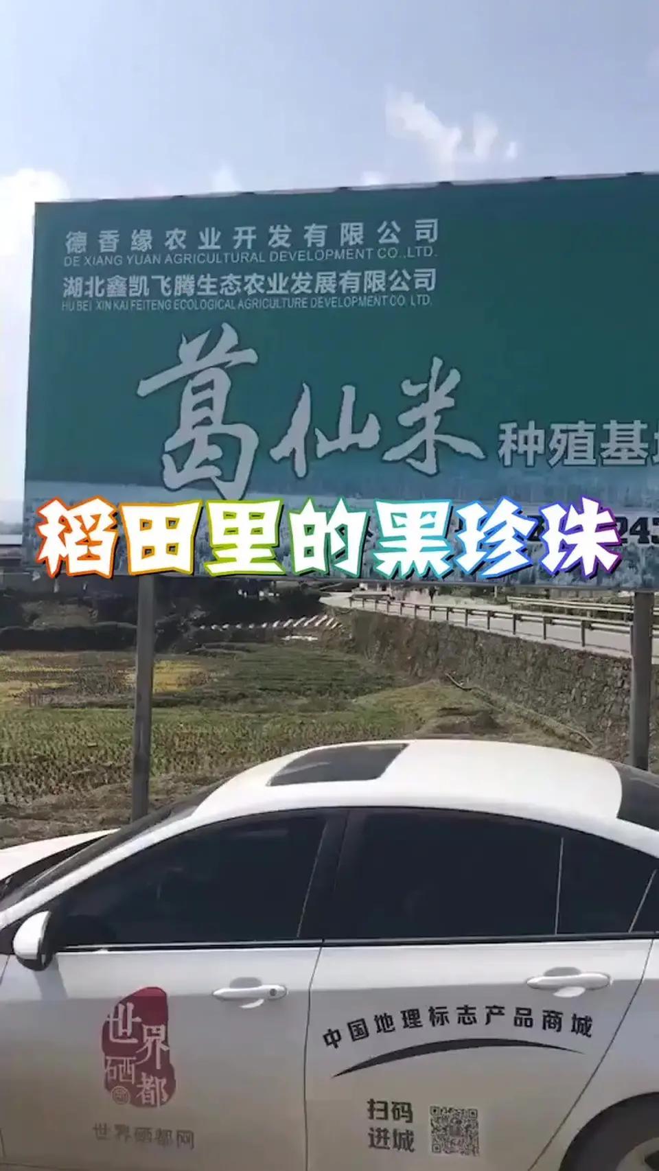 稻田里的黑珍珠,不施肥不喷药反而长得好,1700年前就被食用