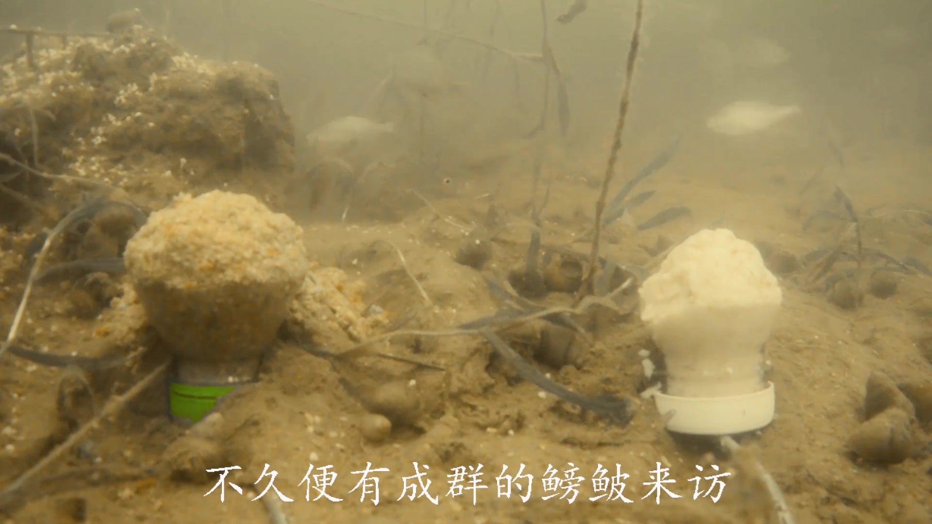 商品饵、酒米与白米饭哪个最能诱鱼,水底模式看个明白