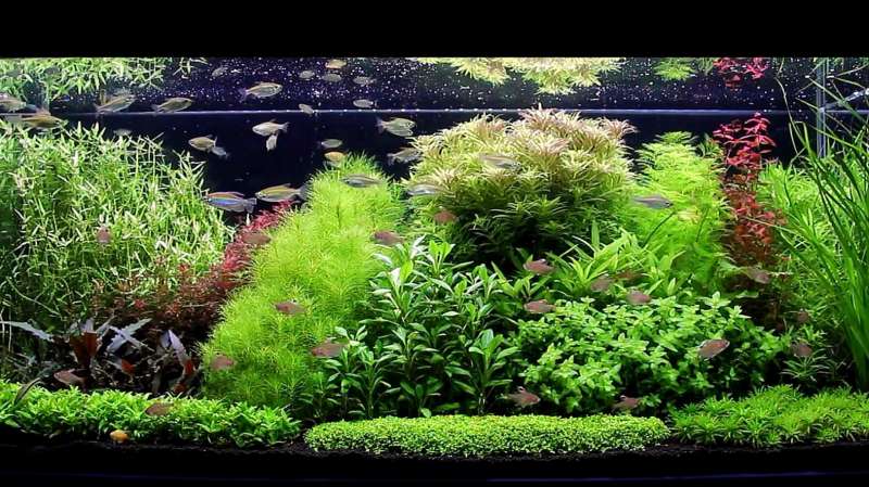 手把手教你打造真正的生态鱼缸